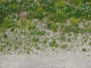 other grass textures - Texturelib